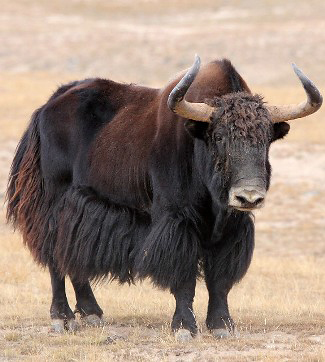 Where to Watch Birds and Other Wildlife in the World/Destinations/Where ...